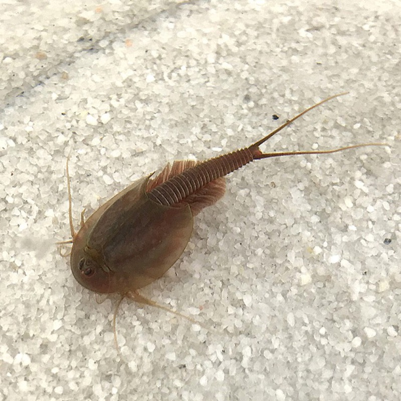 ~蝦樂樂~ 活化石 亞洲三眼恐龍蝦補充包(Triops granarius) 50~60顆卵裝 | 蝦皮購物