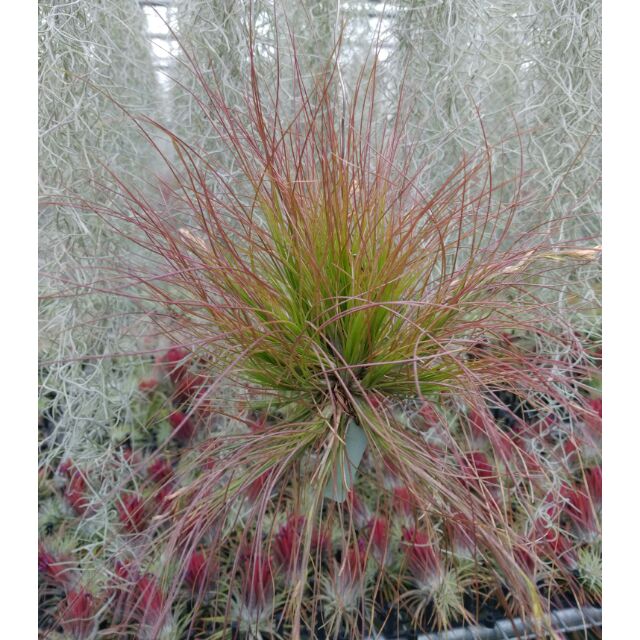 綠房子空氣鳳梨 賽塔斯 Tillandsia setacea | 蝦皮購物