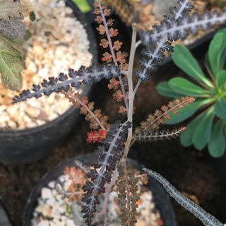 Commiphora edulis 霍洛瑟立西亞沒藥 | 蝦皮購物