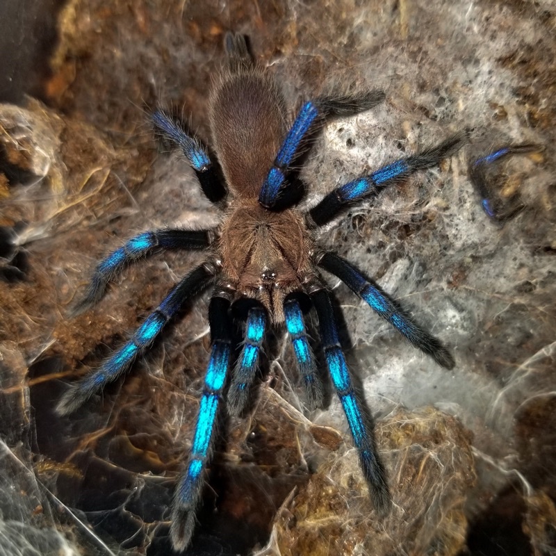 VA 婆羅洲藍寶石Birupes Simoroxigorum 昆蟲飼料 | 蝦皮購物