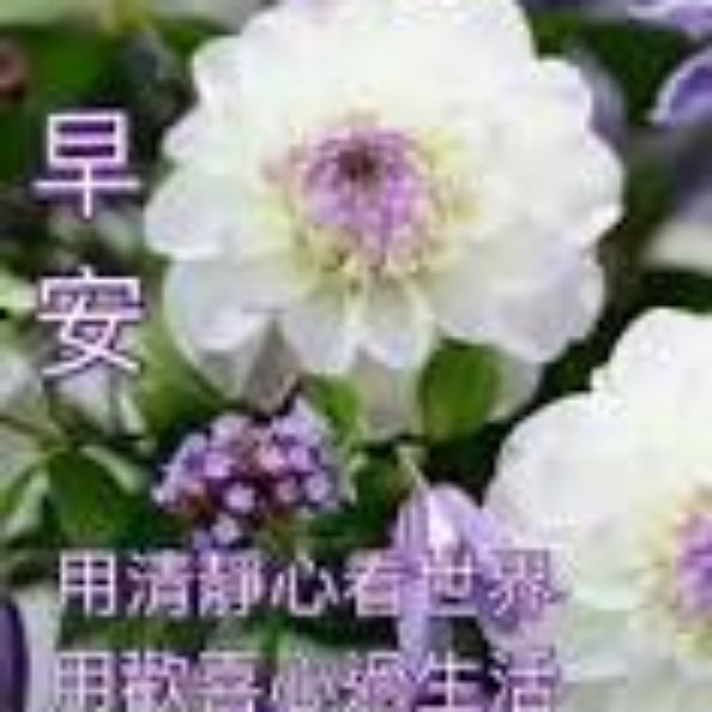 ginin, 線上商店 | 蝦皮購物