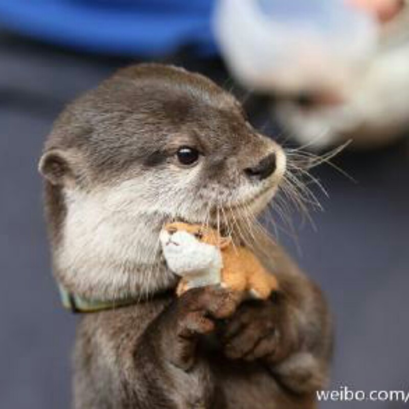 chocobear, 線上商店 | 蝦皮購物