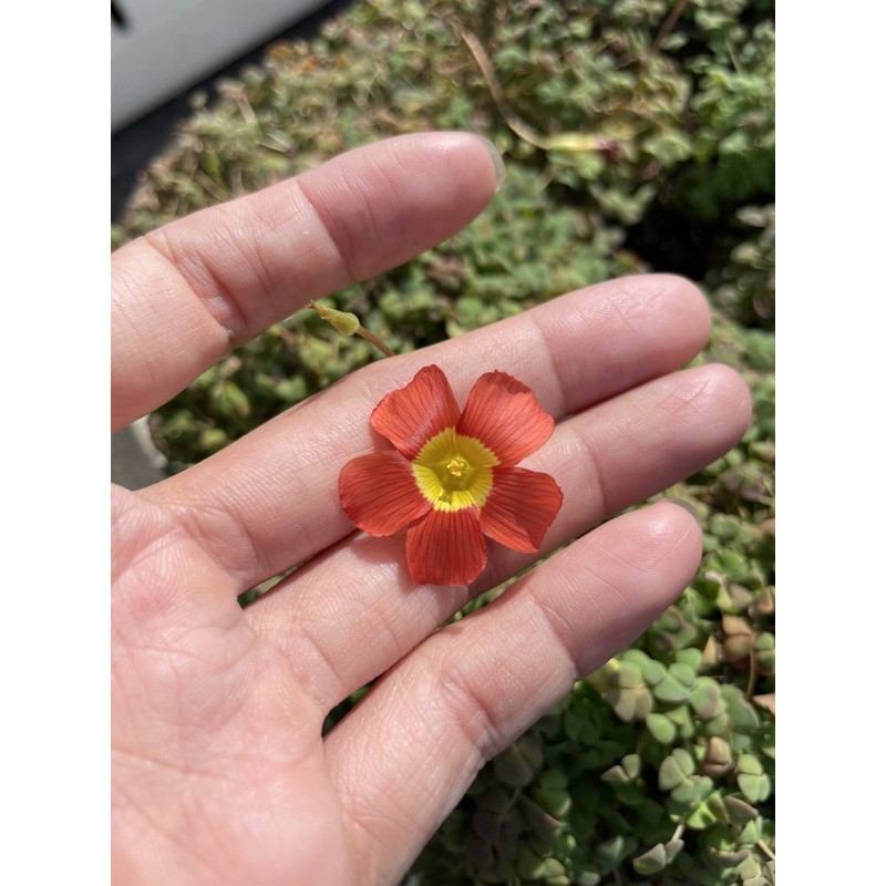 Oxalis inaequalis 美花酢 肉酢 酢漿草開花爆盆 | 蝦皮購物