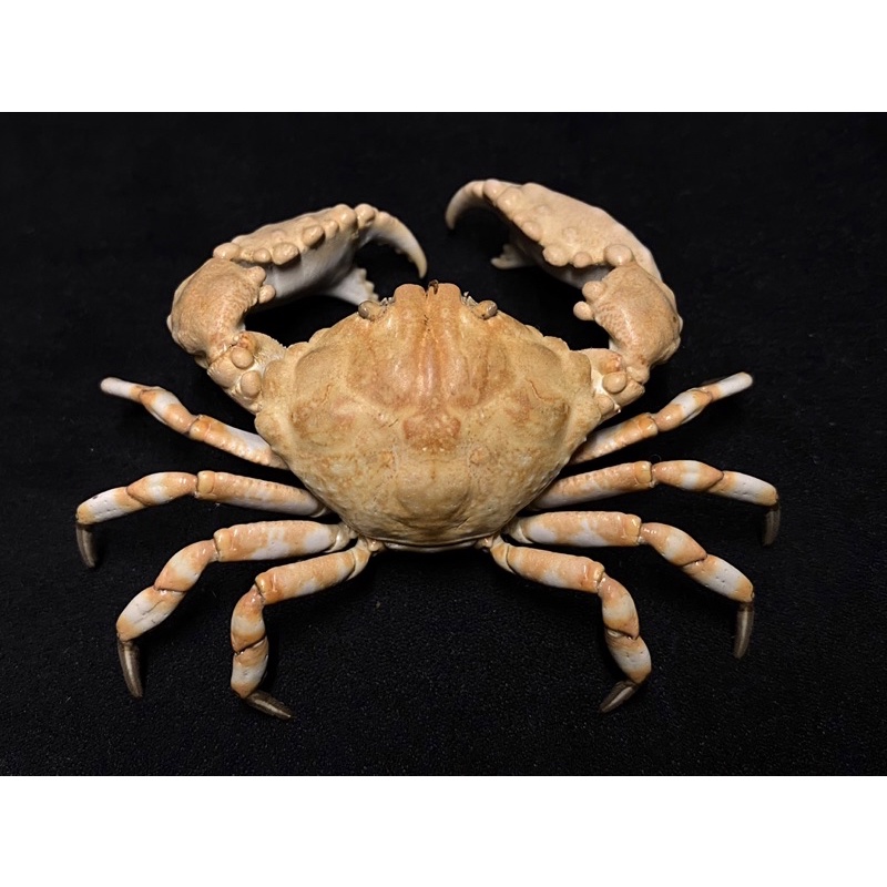 螃蟹標本的價格推薦 - 2022年8月| 比價比個夠BigGo