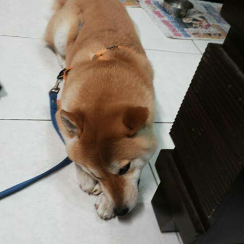 a0982520142, 線上商店 | 蝦皮購物