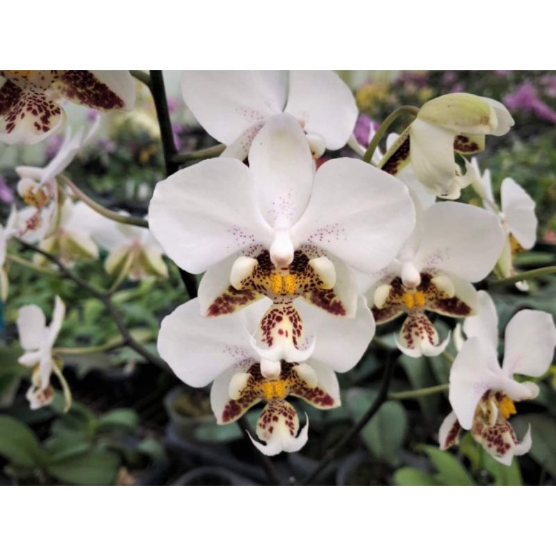 Stuartiana的價格推薦 - 2022年7月| 比價比個夠BigGo