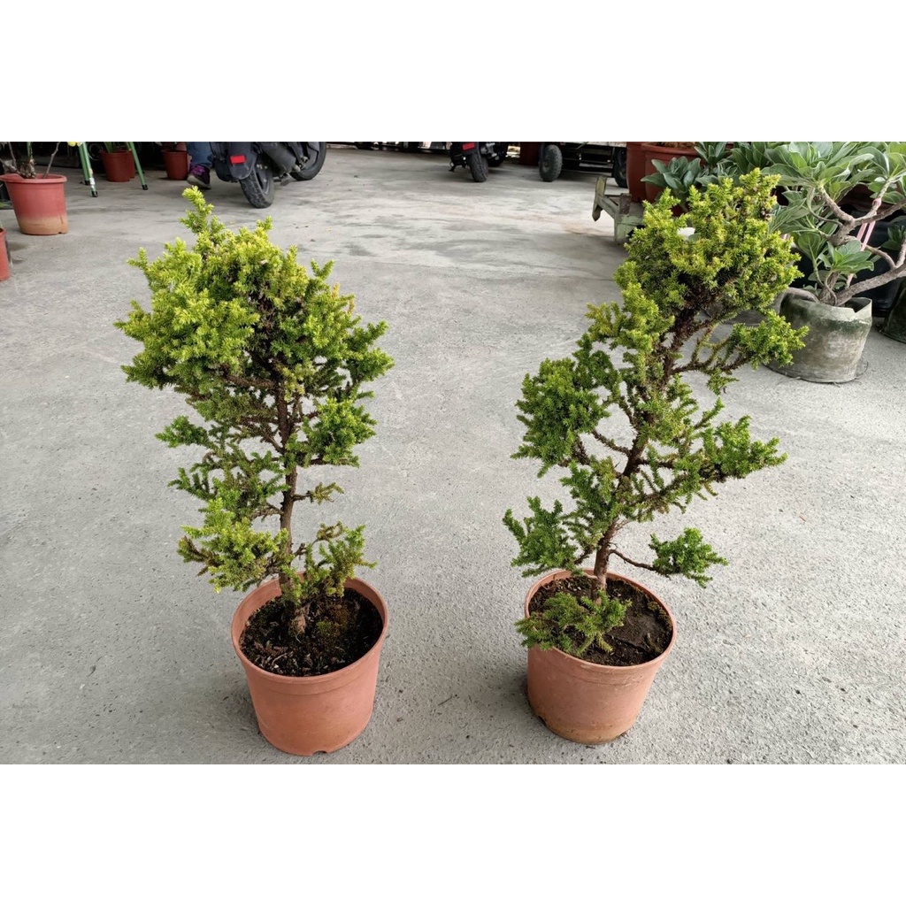 八房杉的價格推薦 - 2023年11月| 比價比個夠BigGo