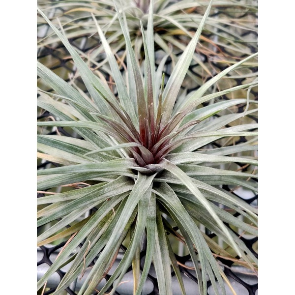 綠房子空氣鳳梨 彩虹多國花 stricta iridescent | 蝦皮購物