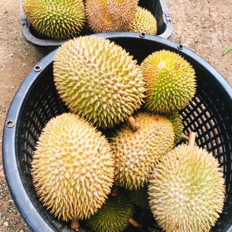 [五甲木]馬來西亞D24蘇丹王榴槤 (1kg/顆)(免運) | 蝦皮購物