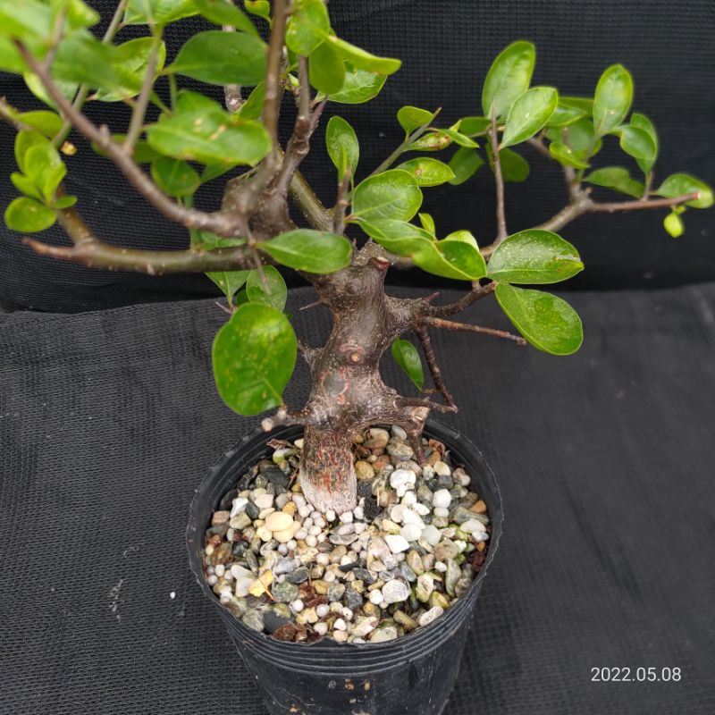 Commiphora rostrata 實生苗 | 蝦皮購物