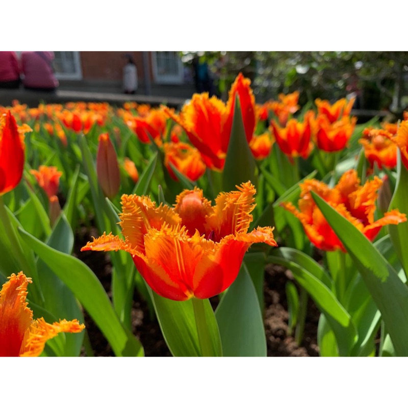 han_tian, 線上商店 | 蝦皮購物