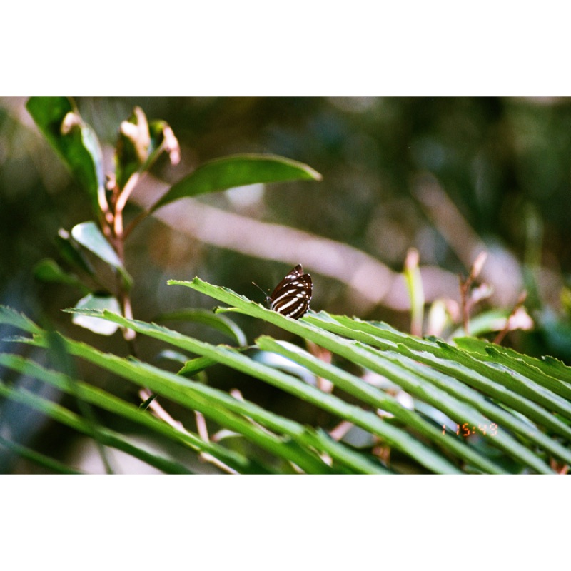 my_little_shop, 線上商店 | 蝦皮購物