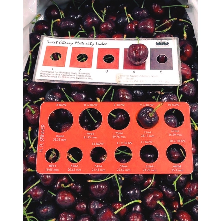 華盛頓櫻桃8在拍賣的價格推薦 - 2022年7月| 比價比個夠BigGo