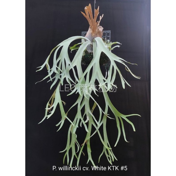 爪哇鹿角蕨白的價格推薦 - 2022年2月| 比價比個夠BigGo