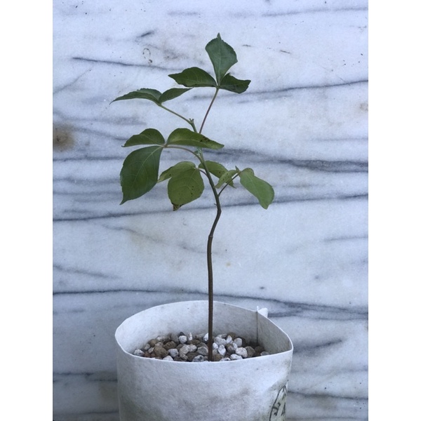 Commiphora edulis 霍洛瑟立西亞沒藥 | 蝦皮購物