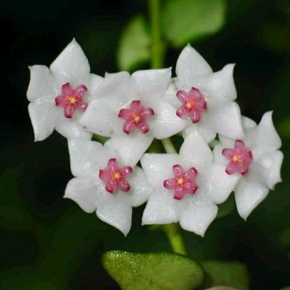 毬蘭 hoya chinghungensis | 蝦皮購物