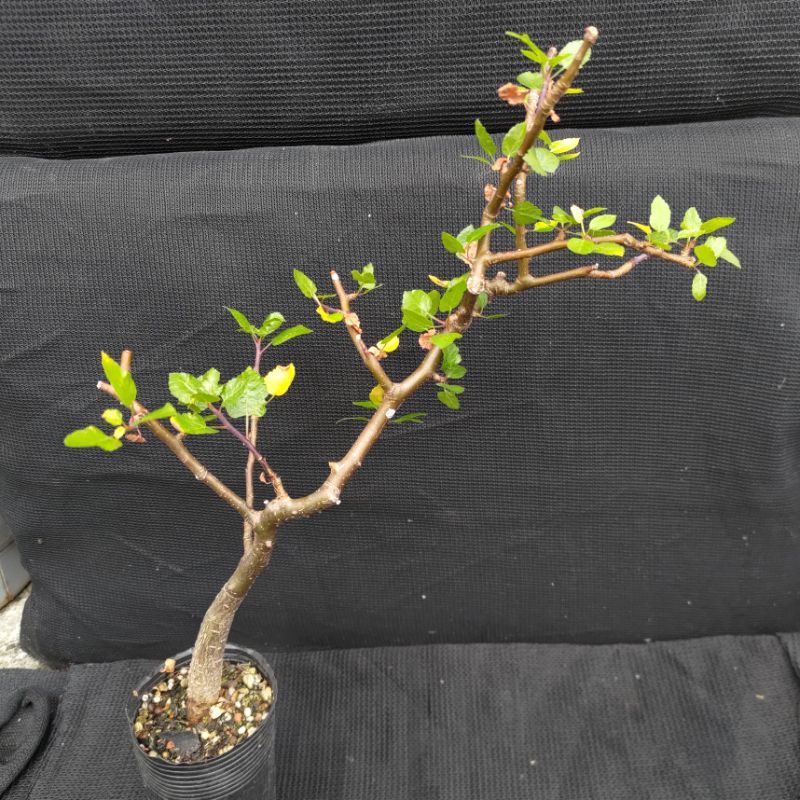 Bursera epinnata 實生裂欖 | 蝦皮購物