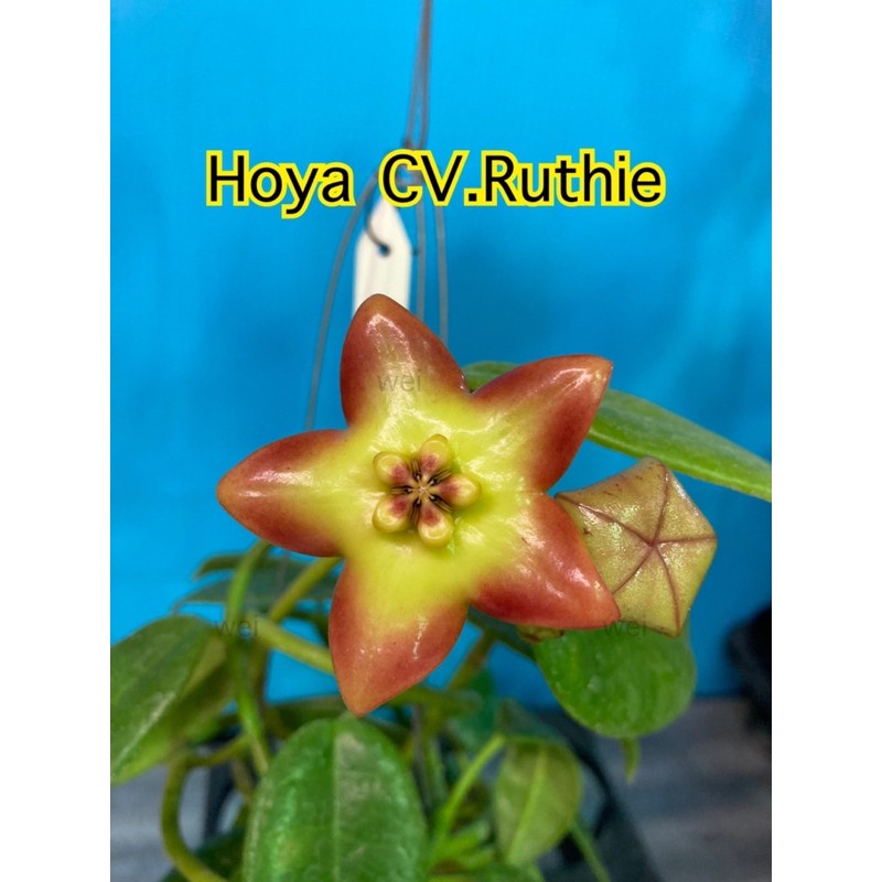 【418小老闆】毬蘭-露西亞 hoya cv ruthie | 蝦皮購物