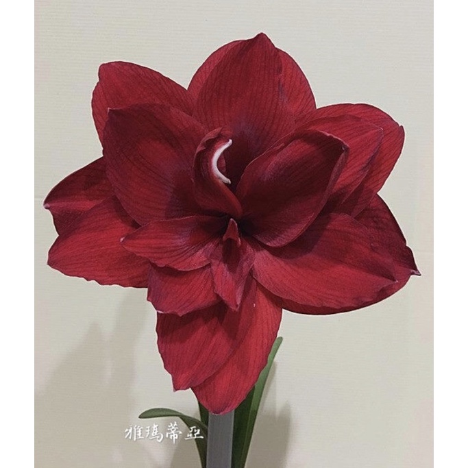 孤挺花雅瑪蒂亞的價格推薦 - 2024年1月| 比價比個夠BigGo