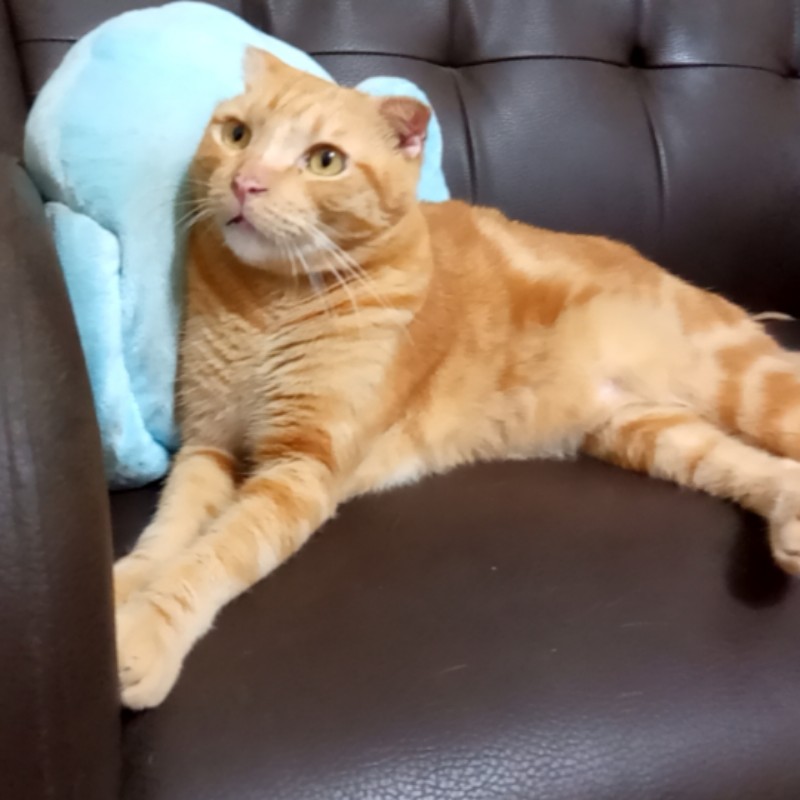 p21616, 線上商店 | 蝦皮購物