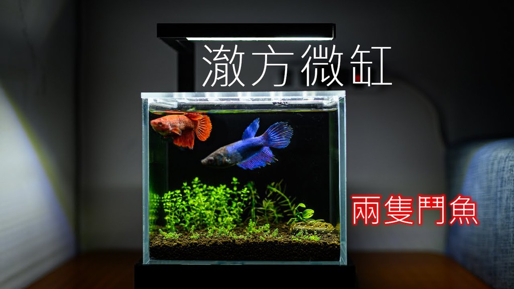 CHE FANG AQUA, 線上商店 | 蝦皮購物