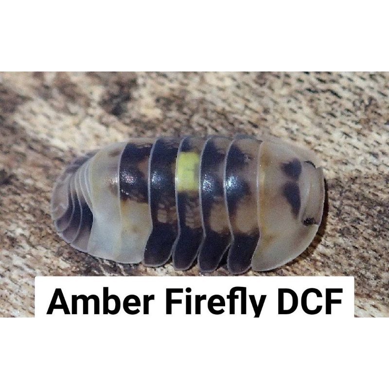 【THQI】Cubaris sp.Amber Firefly(DCF)琥珀螢火蟲鼠婦DCF | 蝦皮購物