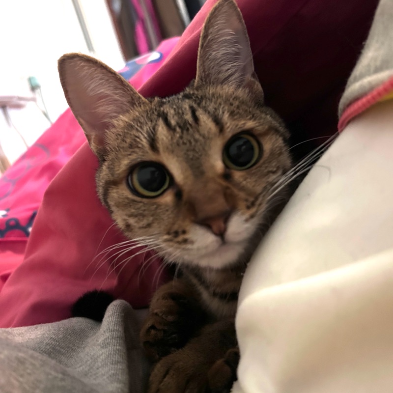 Rosa_Chang_1011, 線上商店 | 蝦皮購物