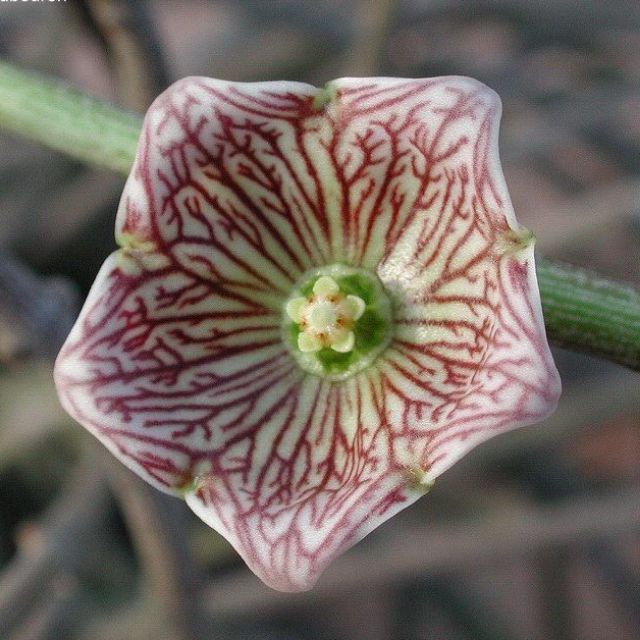 血管花蘿藦的價格推薦 - 2025年10月 | 比價比個夠BigGo