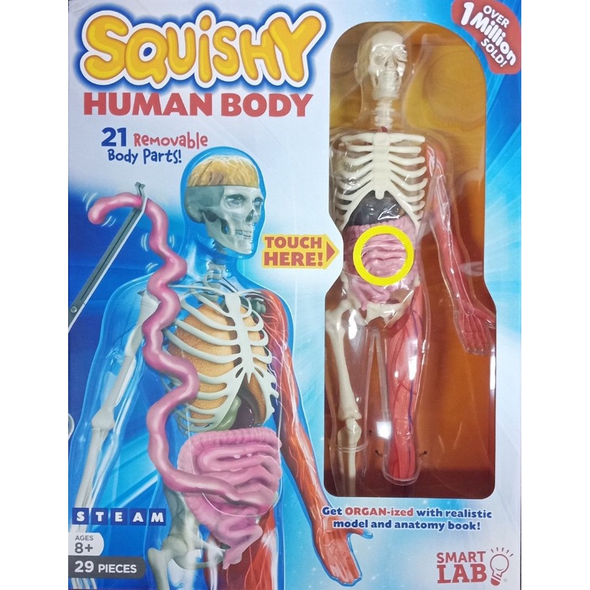 全新 現貨 Squishy Human Body 可拆解 人體模型 STEAM 玩具 | 蝦皮購物