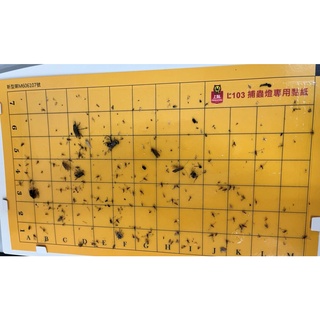 【免運+電子發票】光波捕蟲燈 L-103小元寶 非電擊式 營業空間專用型 PROCATCH | 蝦皮購物