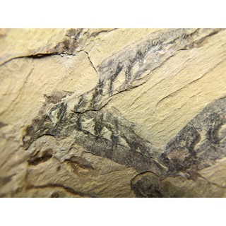 澄江生物群 梭狀海口蟲 Haikouella lanceolata | 蝦皮購物