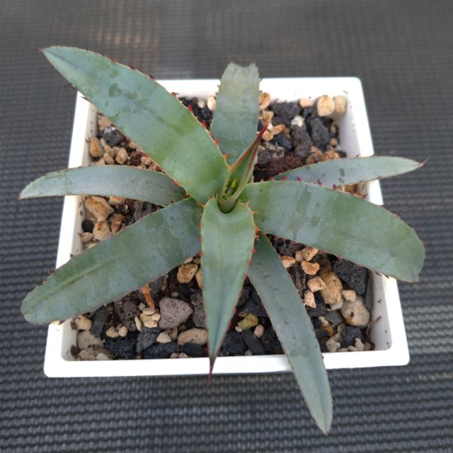 Agave blue emperor 藍色帝王 龍舌蘭 | 蝦皮購物