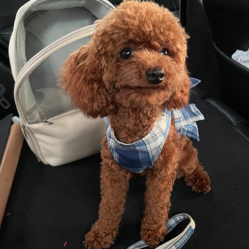 Chiao Lin -, 線上商店 | 蝦皮購物