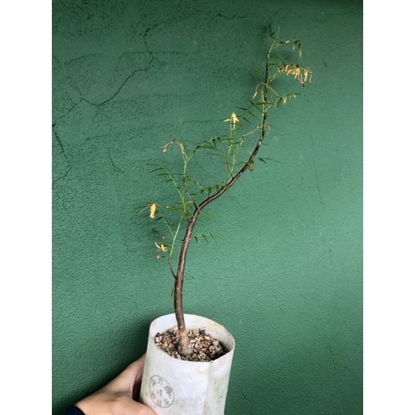 Bursera multijuga 實生 | 蝦皮購物