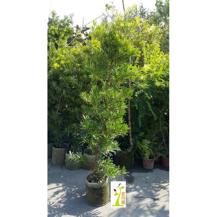 羅漢松圍籬 被評為最佳05/2025-BeeCost