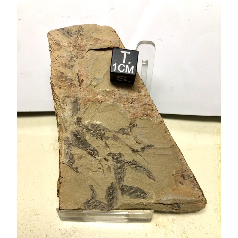 澄江生物群 梭狀海口蟲 Haikouella lanceolata | 蝦皮購物