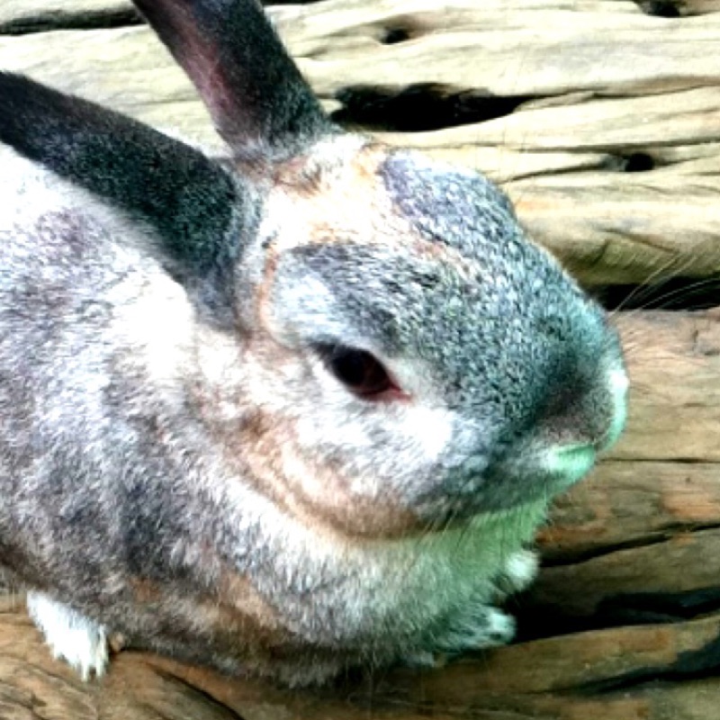 sakura_ying, 線上商店 | 蝦皮購物