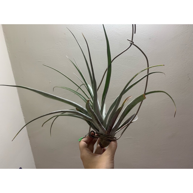 himawa, 線上商店 | 蝦皮購物