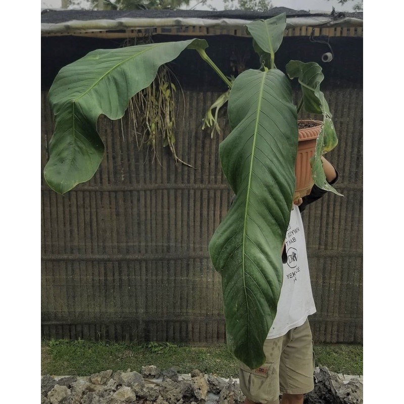 anthurium spectabile 雨林 | 蝦皮購物