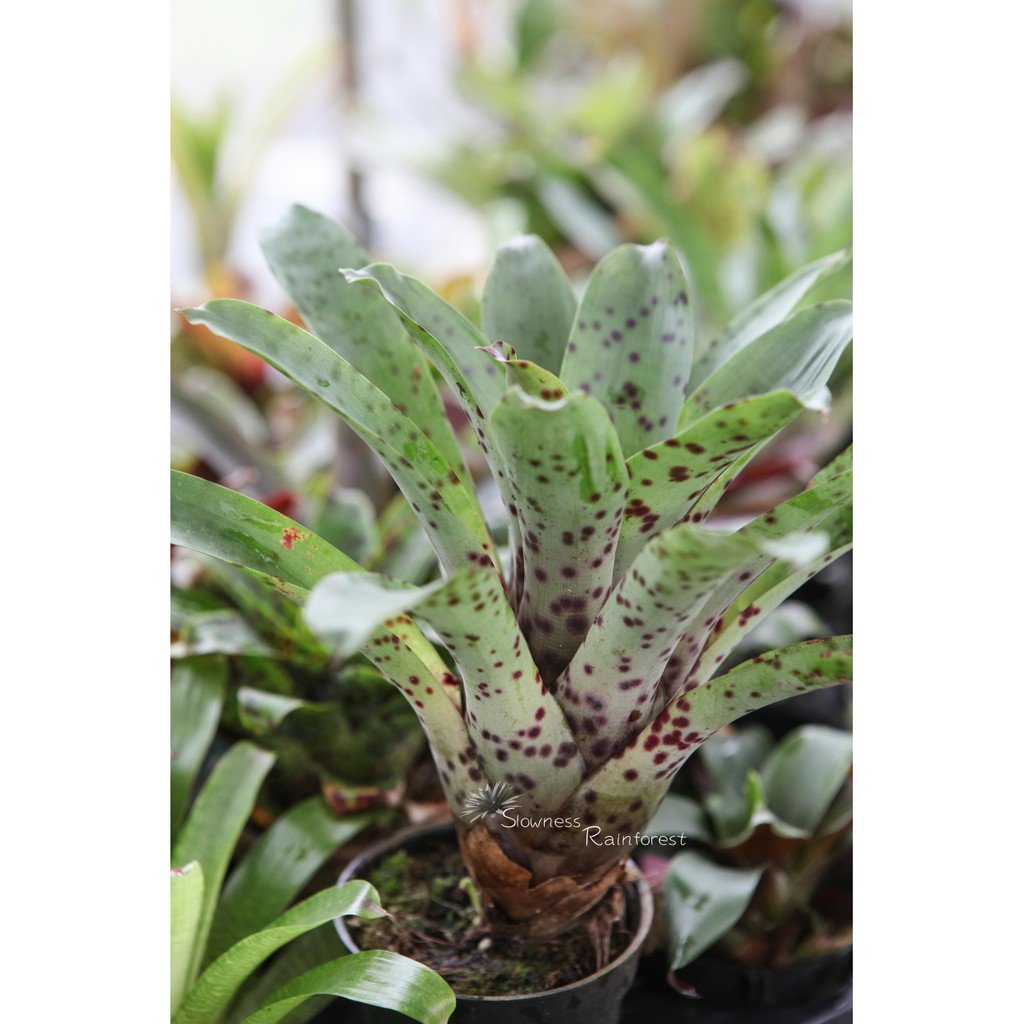 vriesea guttata的價格推薦 - 2025年4月 | 比價比個夠BigGo