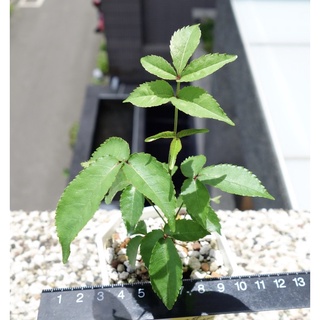 Commiphora marchandii 麥氏沒藥實生苗 | 蝦皮購物