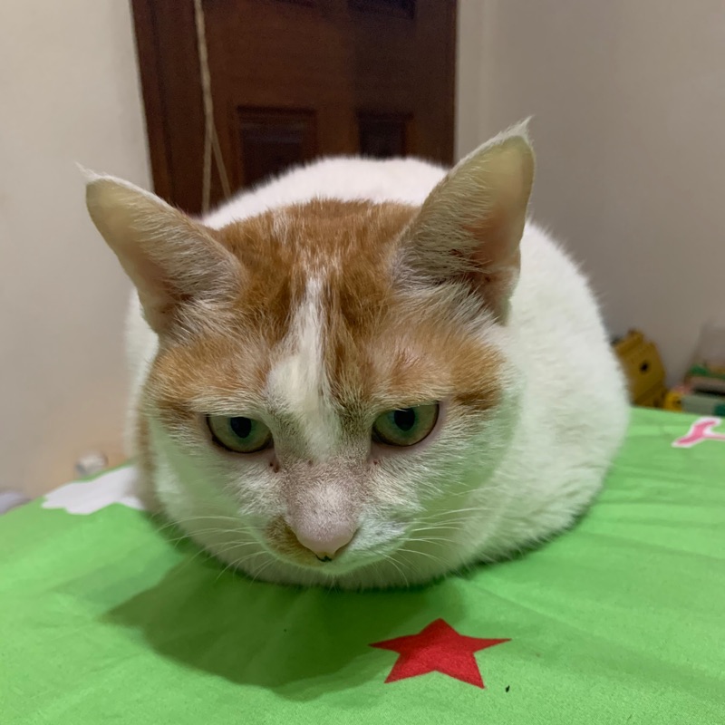 Sylvia Cat, 線上商店 | 蝦皮購物