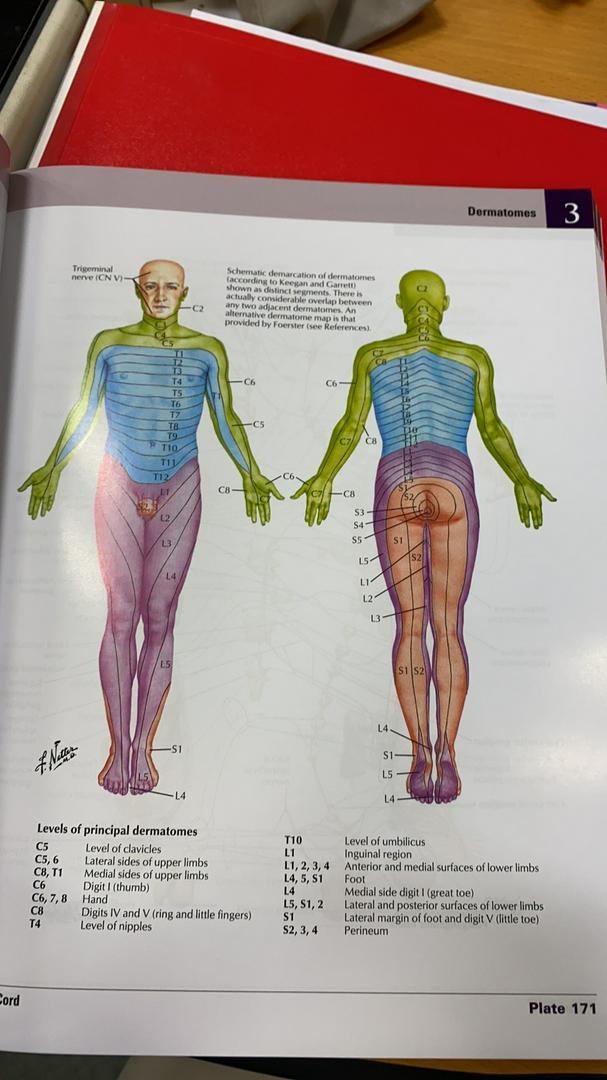 Dermatomes Netter