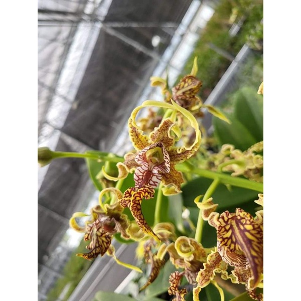 大眾蘭園 石斛蘭 Den.spectabile 大魔鬼 | 蝦皮購物