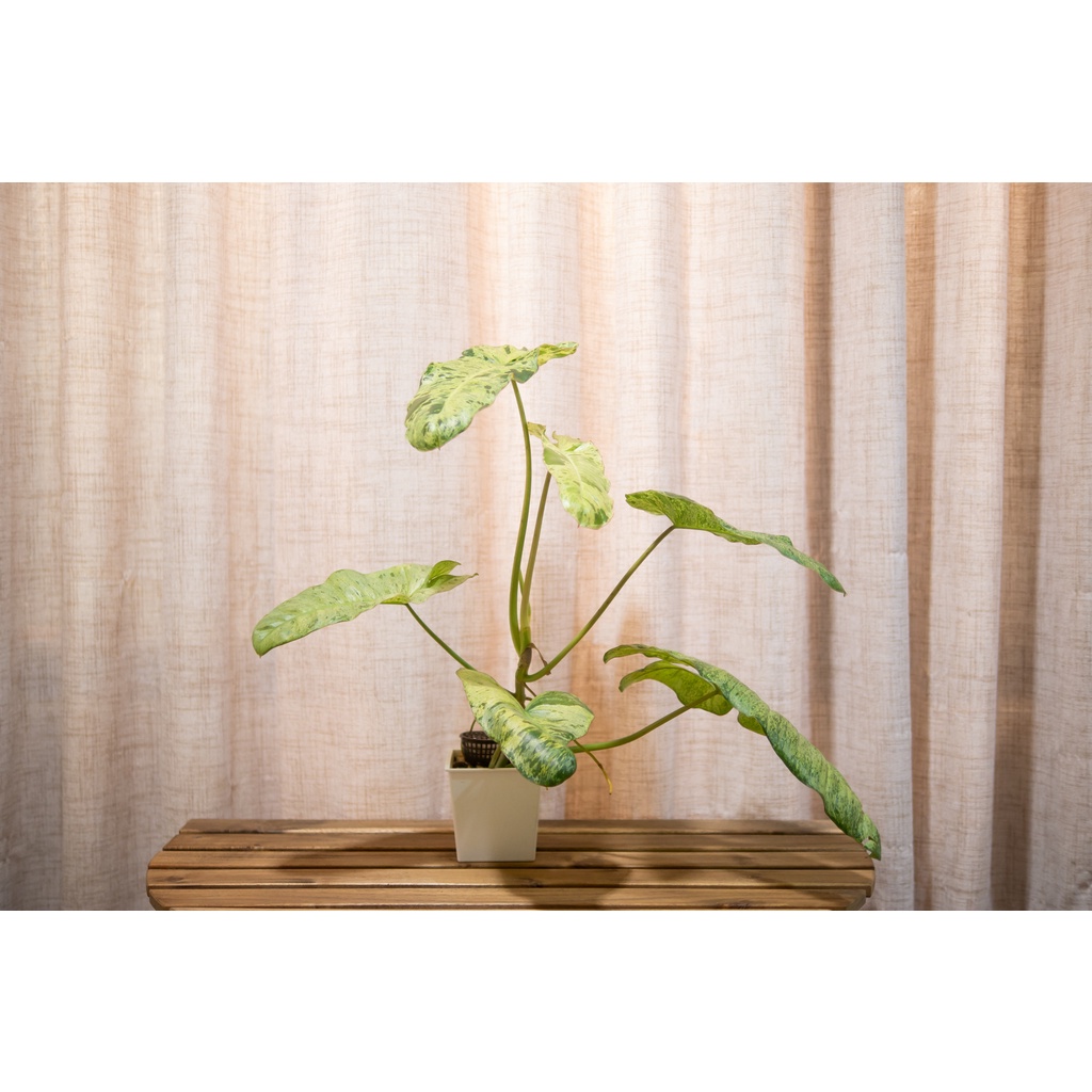 Ino X Plants, 線上商店 | 蝦皮購物