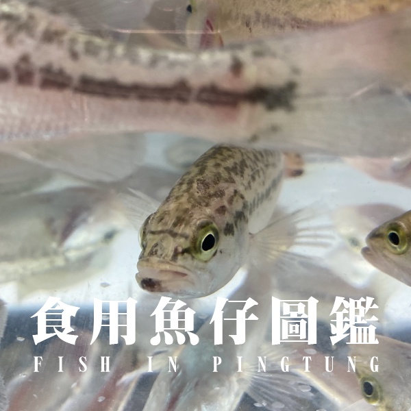 50fish_official, 線上商店 | 蝦皮購物