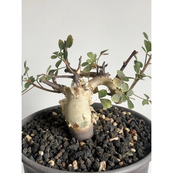 Commiphora kataf 正白皮橄欖實生苗 | 蝦皮購物
