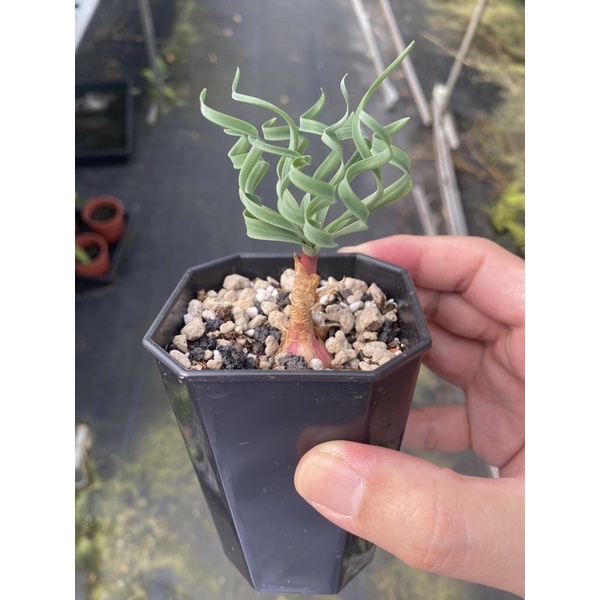 Gethyllis linearis 蚊香彈簧 | 蝦皮購物