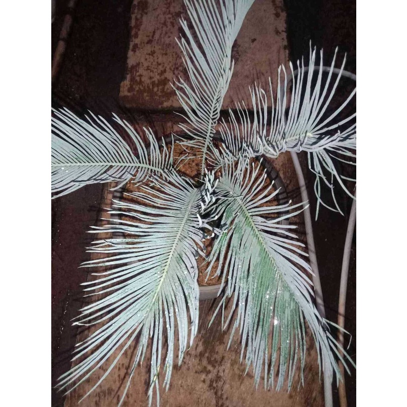 cycas cupida的價格推薦 - 2025年7月 | 比價比個夠BigGo