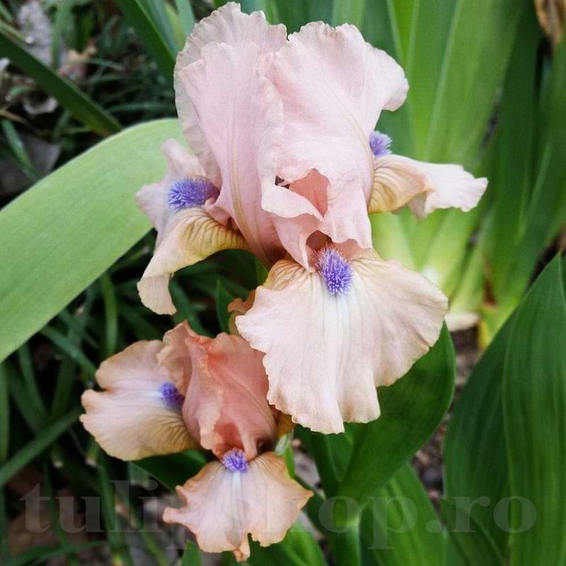 已進口在台灣現貨．短旗鳶尾 吟詠 Iris pumila Chanted | 蝦皮購物